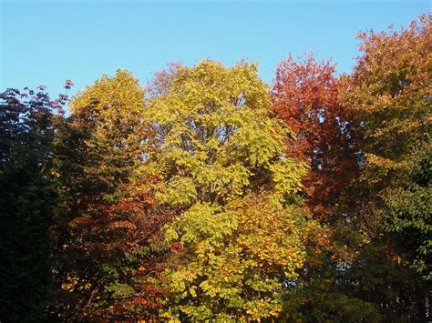 Tree Cluster By Sassysarah1428 On Deviantart