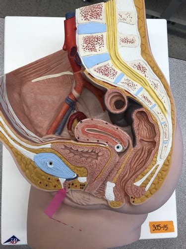 Final Lab Practical Flashcards Quizlet