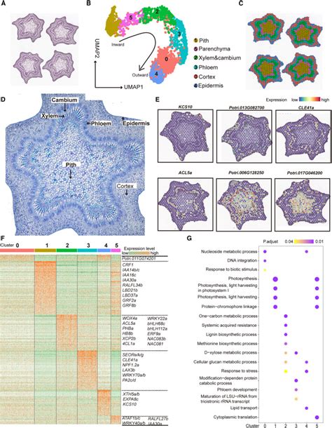 Combining Single Cell Rna Sequencing With Spatial Transcriptome