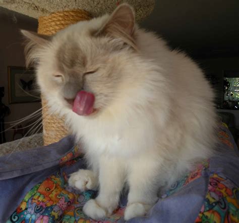 Friends Furever Toes And Tongue Tuesday With Ellie