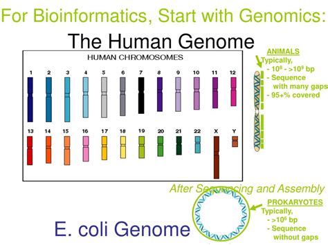 Ppt E Coli Genome Powerpoint Presentation Free Download Id4128767