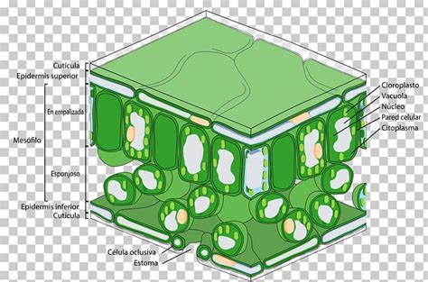 Leaf Photosynthesis Palisade Cell Structure Epidermis PNG Clipart Angle Area Cell