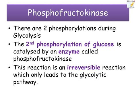 7 Cellular Respiration Ppt Download