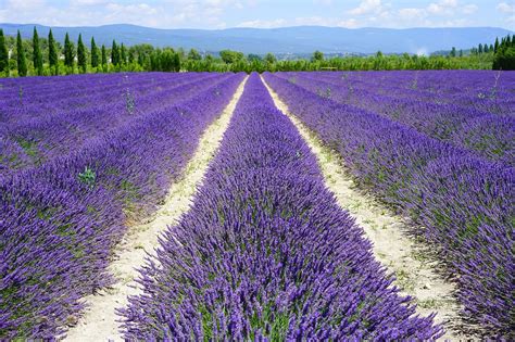 Best Places To See Lavender Fields In Provence France