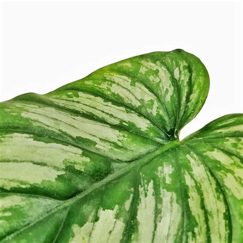 Philodendron mamei - buy now online at Foliage Factory
