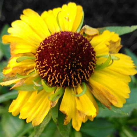 Helenium Autumnale Short And Sassy Sneezeweed Short And Sassy Uploaded By Keely