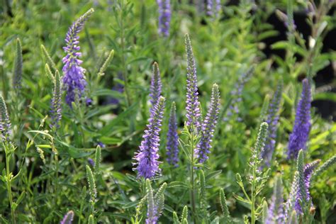 Veronica spicata 'Blauteppich' (Scheinähriger Garten-Ehrenpreis)