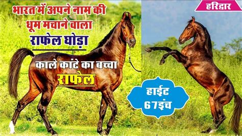 भारत में अपने नाम की धूम मचाने वाला काले कांटे का बच्चा राफेल घोड़ा
