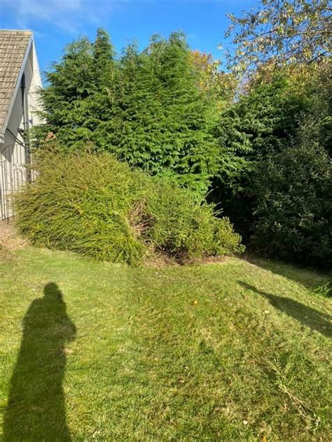 Gallery Springfield Tree Services