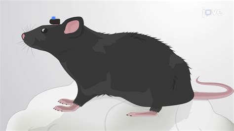 Video Triggering A Closed Loop Stimulation By Neuron Spiking Activity