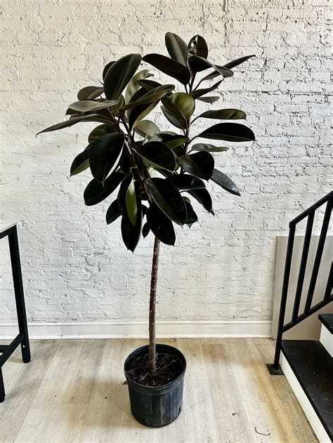 Ficus Elastica Stem And Vine