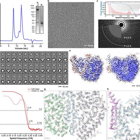 Flow Chart Depicting Structure Determination Using Cryo Em Further Download Scientific Diagram