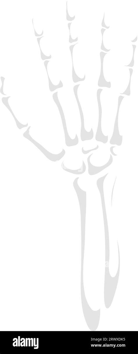 Skeleton Hand Gesture Isolated Vector Open Bony Palm Skeletal Arm With Long Slender Fingers