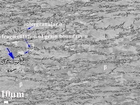 Secondary Electron Fe Sem Image Showing A General View Of The