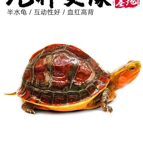 皖南安缘皖西大山谷图库