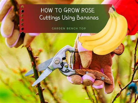 Grow Your Rose Cuttings By Rooting Them In Bananas Step Guide