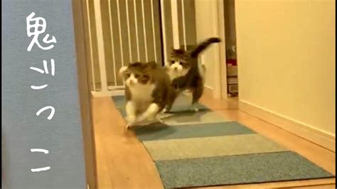 猫2匹の激しい追いかけっこの様子がこちらです。vol383 Youtube