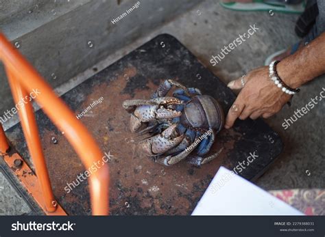 Coconut Crab Cooking