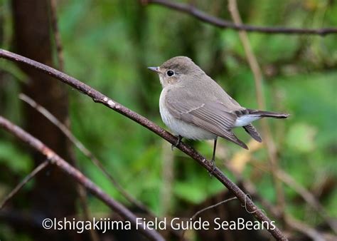 Red Breasted Flycatcher