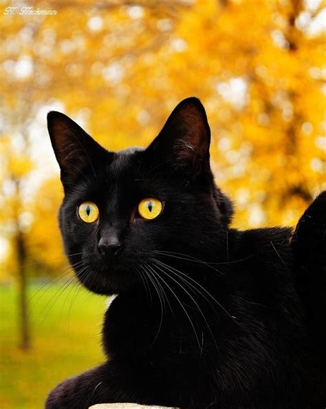 Black Cat Yellow Eyes Breed