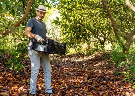 Avocado Tree Fertilizer 🥑 🌿 Secrets For A Fruitful Yield