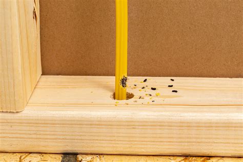 How To Get Rid Of Mice In Cathedral Ceiling Shelly Lighting