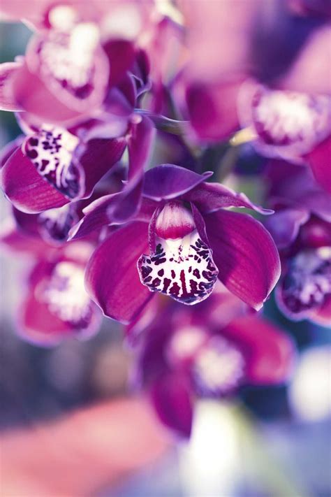 Orchideen Pflegen Krautandrüben 12 2022