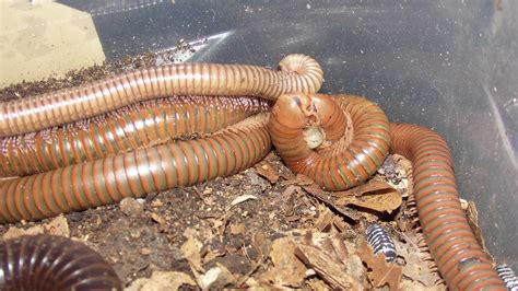 Millipede In Love 3 By Op Girl16 On Deviantart