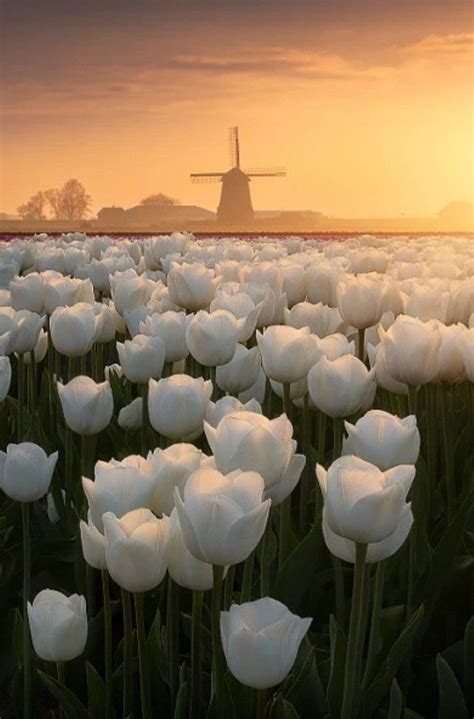 White Tulip Field Beautiful Bouquet Of Flowers Pretty Flowers