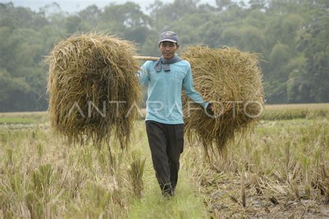 Jerami Antara Foto