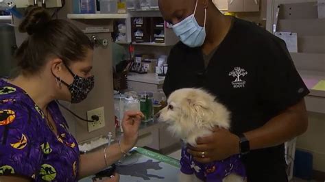 Critical Shortage Of Emergency Veterinarians Raising Concerns For Pet