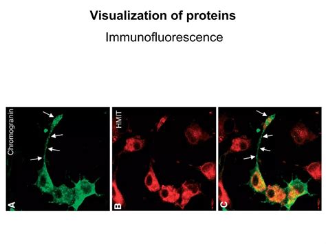 Visualizing Protein Sequence Annotations Ppt Databases Computer