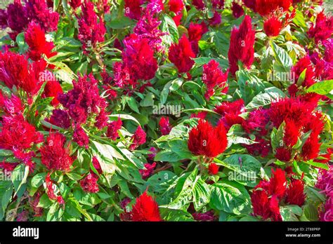 Blooming Red Flowers In Jawaharlal Nehru Memorial Botanical Gardens In
