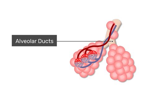 Lesson Explainer The Human Respiratory System Nagwa 54 OFF