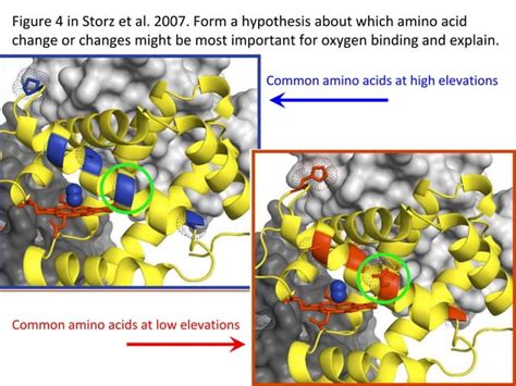 Hemoglobin Lab Presentationpptx