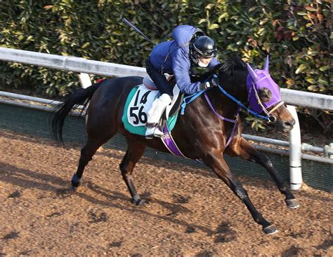坂路を駆け上がるナルハヤ（撮影・亀井 直樹） ― スポニチ Sponichi Annex ギャンブル