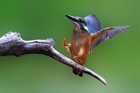 小清新！「高顏值」翠鳥抓魚擾亂一池春水 每日頭條