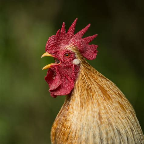 Farming Life The Cock On The Brink Of Death Saved By Spending A Night