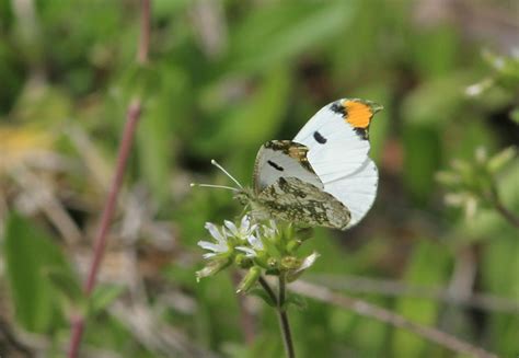 自然への回帰 おおっー ツマキチョウが その1
