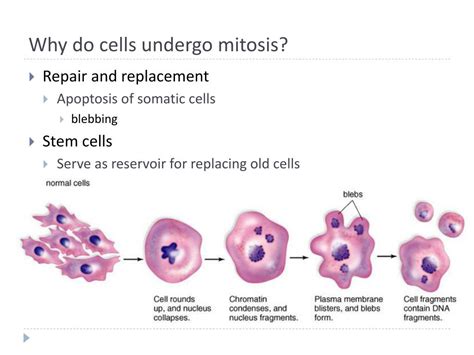 Ppt Cell Cycle And Mitosis Powerpoint Presentation Free Download Id 4761965