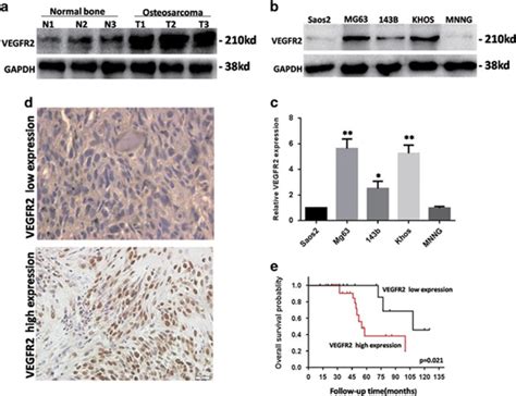 Apatinib Promotes Autophagy And Apoptosis Through Vegfr2stat3bcl 2 Signaling In Osteosarcoma Pmc