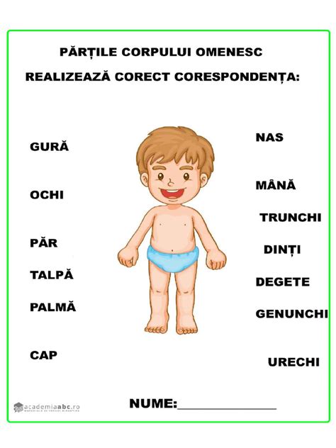 Partile Corpului Omenesc Clasa Pregatitoare Pdf