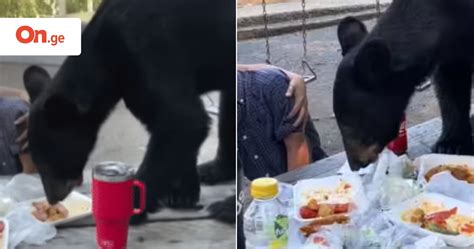 მექსიკაში დაუპატიჟებელმა დათვმა პიკნიკზე მოილხინა და გზა გააგრძელა — ვიდეო