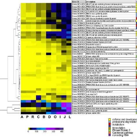 Heatmap Of Genes Differentially Expressed Between White And Yellow Download Scientific Diagram