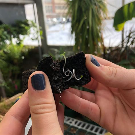 Coconut Husk Germination Experiment Results