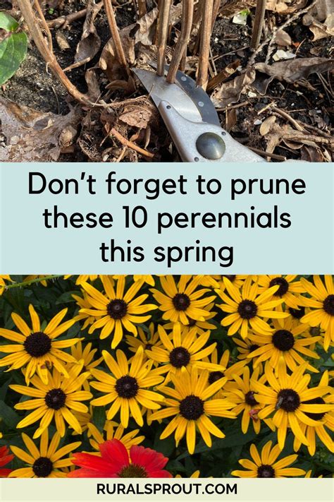 Perennials That Need Early Spring Pruning For Stunning Summer Blooms
