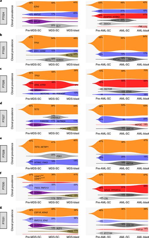 Schematic Models Of Subclonal Evolution Of Stem Cell And Blast