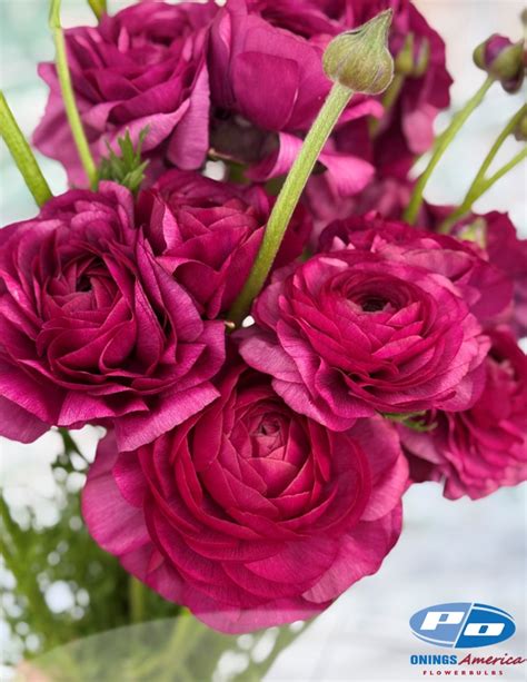 Italian Ranunculus Flowerbulbs