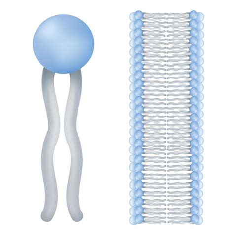 Lipid Vector Art Icons And Graphics For Free Download