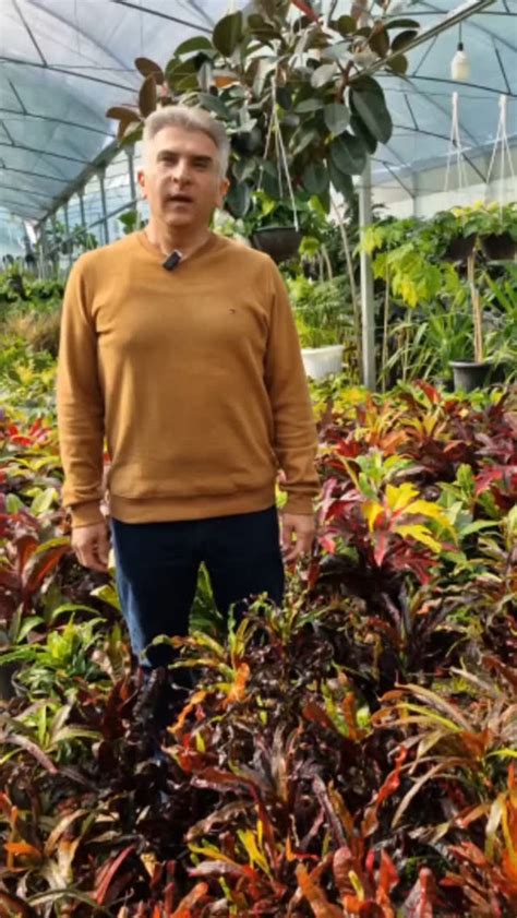 ‎حمید باقری دهکده گل شیراز‎ ‎سالن تولید پتوس دهکده گل شیراز پتوس